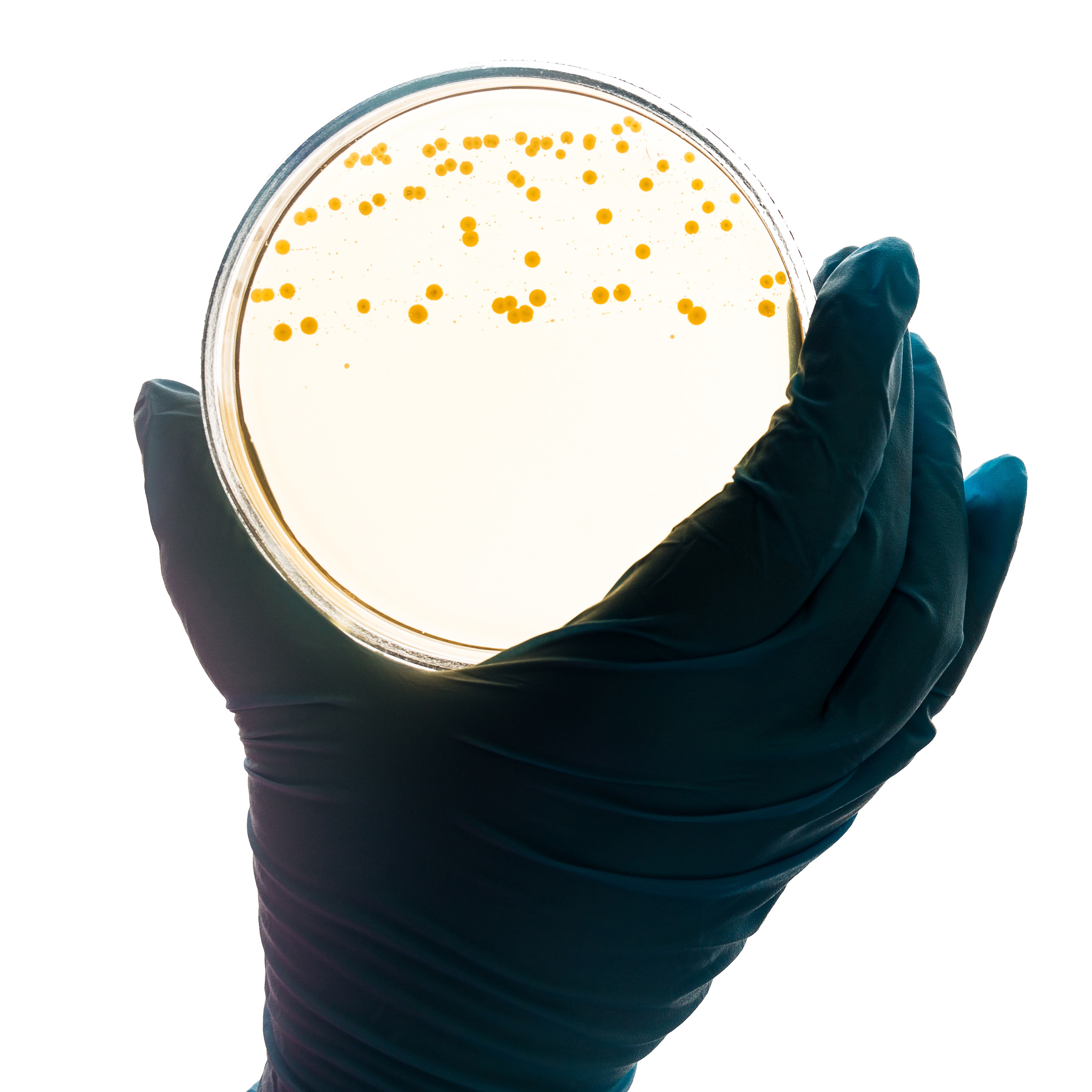 Gusto Global – The Microbiome Ecology Company™